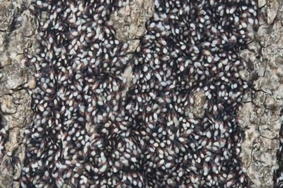 Invazie de gâze asupra copacilor de tei la Parcani: Care este cauza